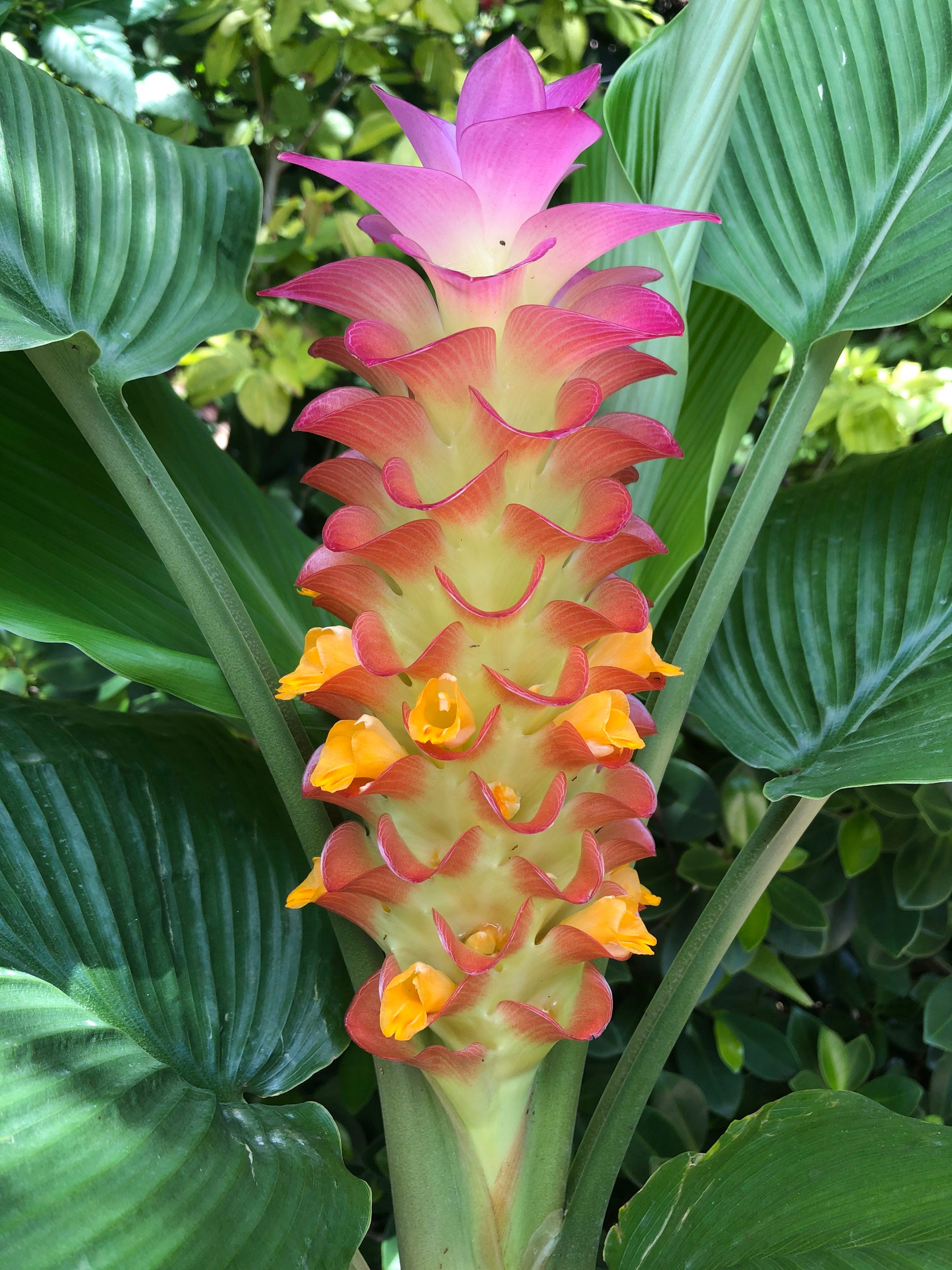 Orange Torch Ginger Live Plant Seedling Curcuma Aurantiaca - Etsy
