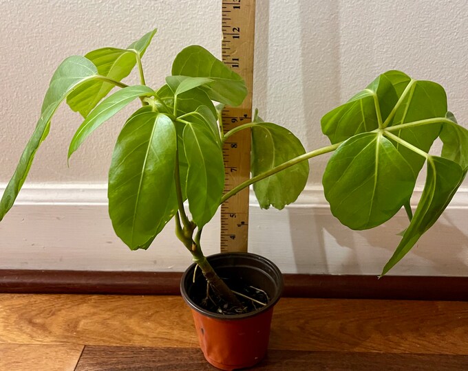 Schefflera Amate Australian Umbrella Tree Live Plant - Etsy