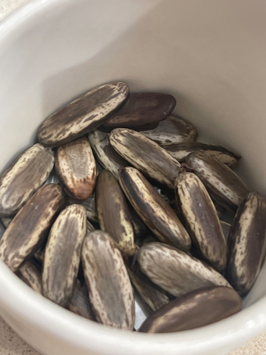 Royal Poinciana / Flamboyant Seeds - 10 per Order - Etsy