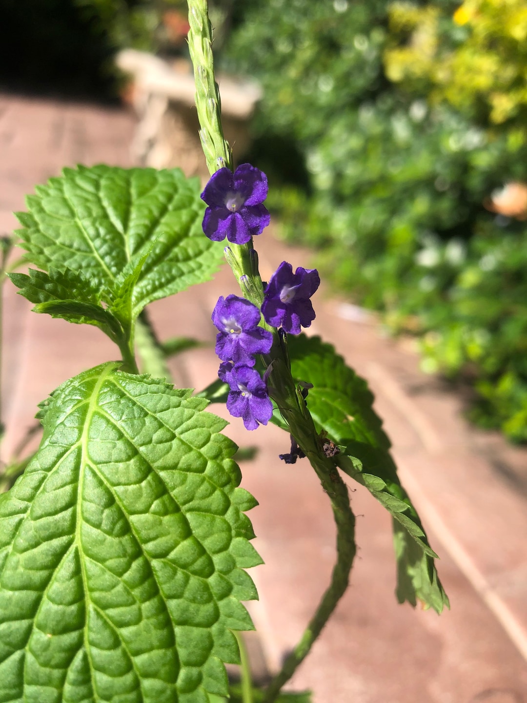 Purple Porterweed Live Plant Large Seedling Native Florida Plant - Etsy