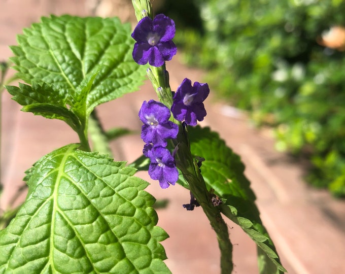 Purple Porterweed Live Plant Large Seedling Native Florida Plant - Etsy