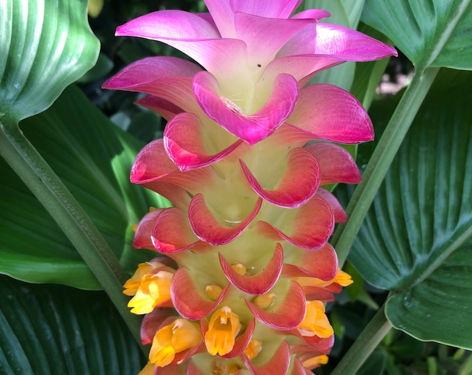 Orange Torch Ginger Live Plant Seedling Curcuma Aurantiaca - Etsy