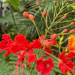 Dwarf Poinciana Red Peacock Flower Tree Plant Caesalpinia Pulcherrima ...