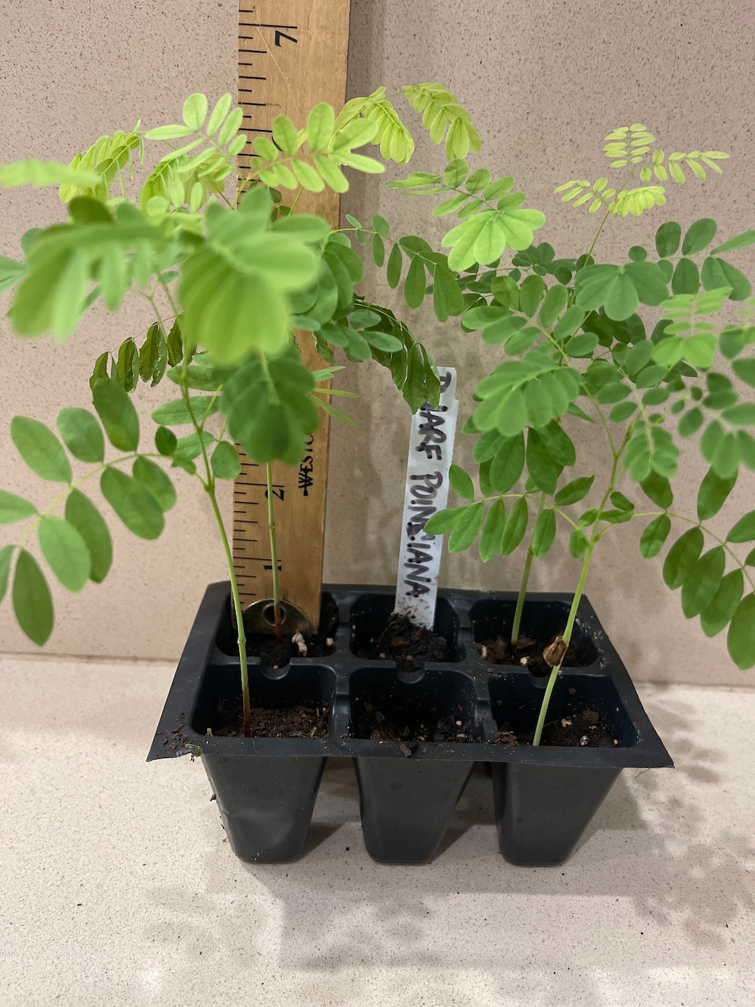 Dwarf Poinciana PINK Peacock Flower Tree Plant Caesalpinia Pulcherrima ...