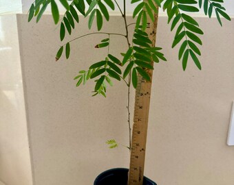 Pink Powder Puff Tree calliandra Emarginsta - Etsy
