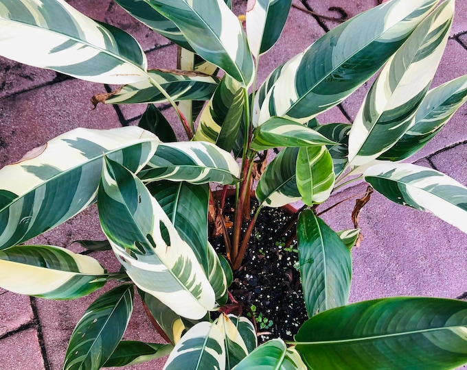 Variegated Heliconia Psittacorum Candy Cane Live Plant - Etsy