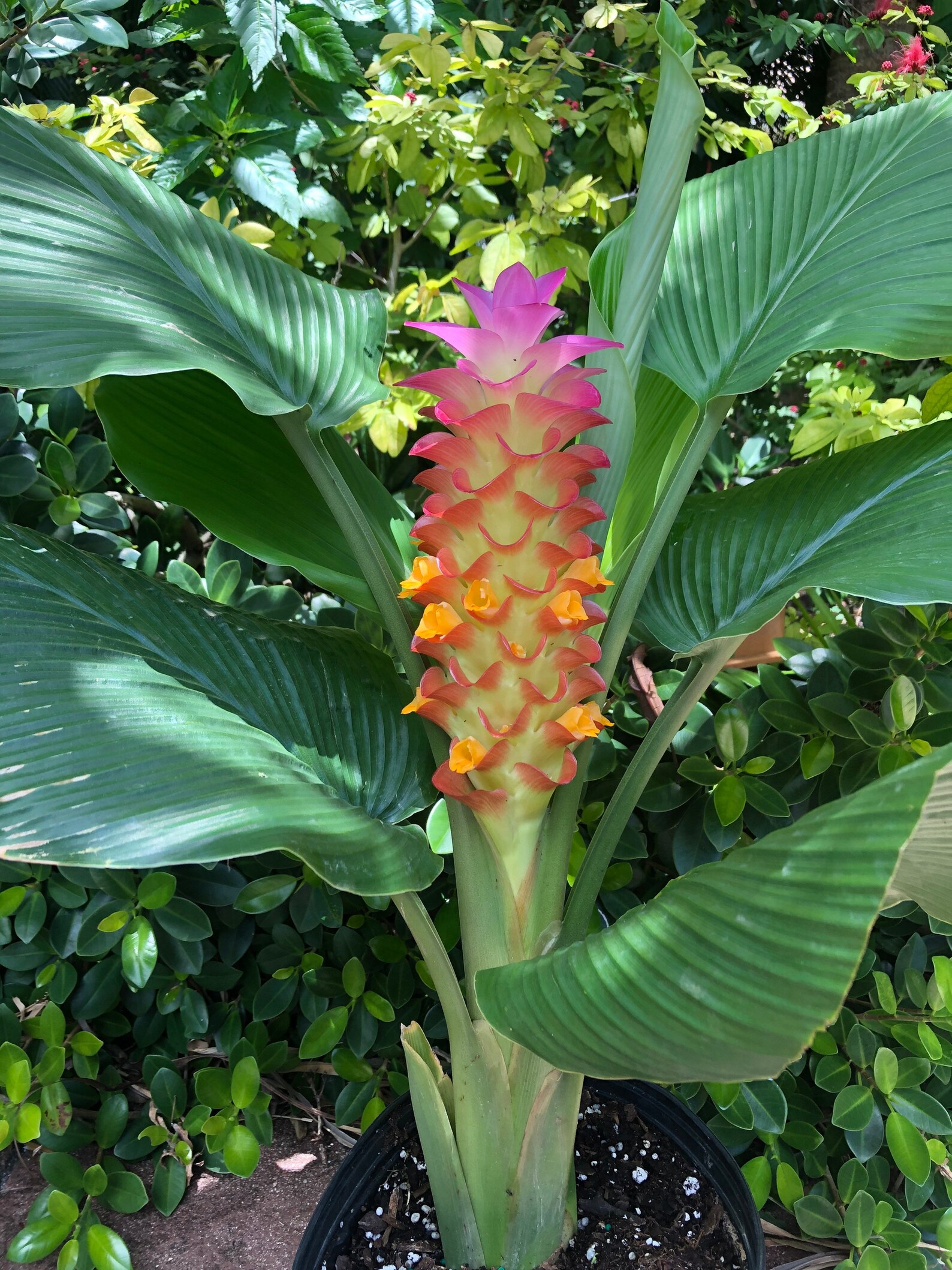 Orange Torch Ginger Live Plant Seedling Curcuma Aurantiaca - Etsy