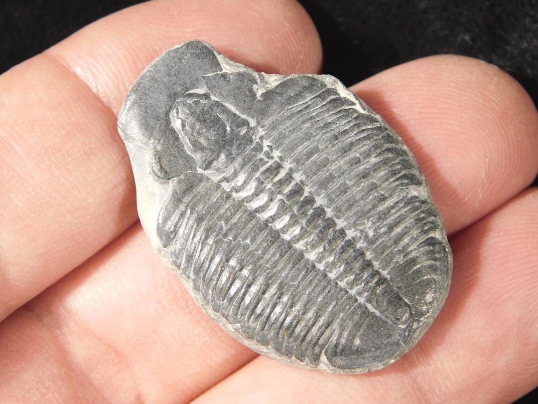 Larger! 100% Natural Elrathia TRILOBITE Fossil From Cambrian Utah 3.37 ...