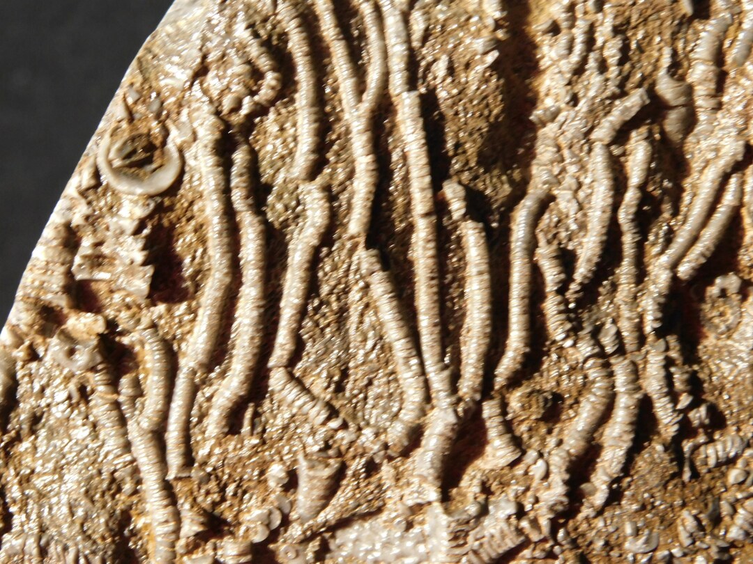 Larger! 430 Million Year Old! CRINOID Fossil or Sea LILY Fossil Morocco ...