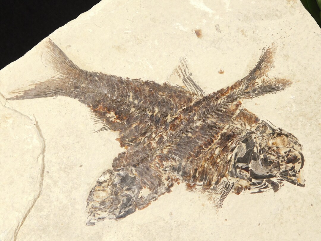 THREE 50 Million Year Old FISH Fossils With SCALES From Wyoming 564gr ...