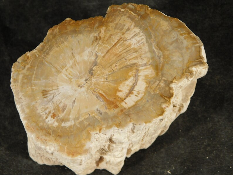 PERFECT BARK 225 Million Year Old Polished Petrified Wood - Etsy
