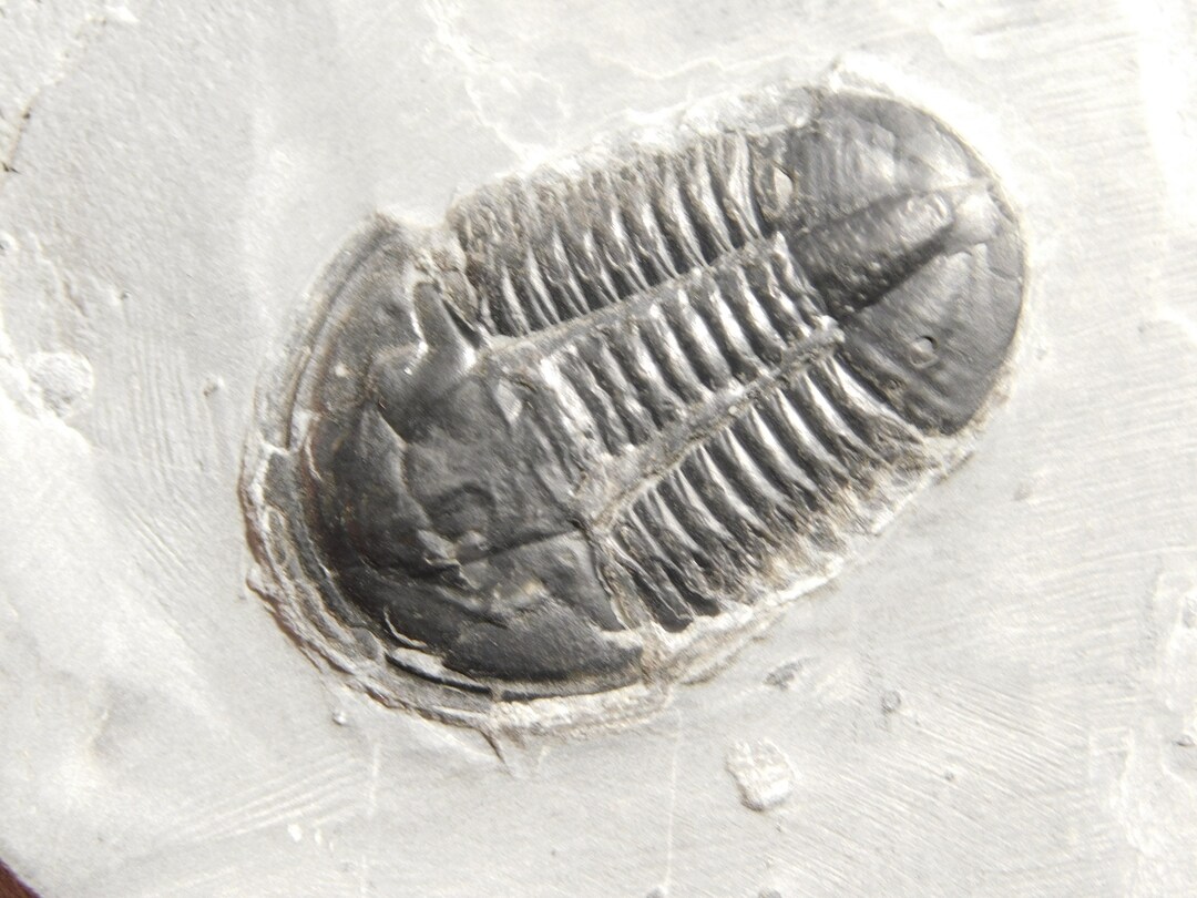 Rare 510 Million Year Old Asaphiscus Trilobite Fossil Cambrian Utah ...