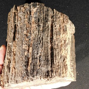 Nice BARK Big Petrified Wood Fossil From Jurassic Utah 1741gr - Etsy