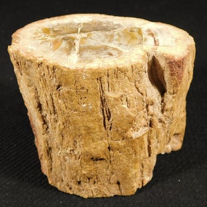 Perfect BARK 225 Million Year Old Polished Petrified Wood Fossil 433gr ...