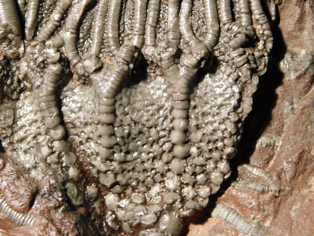 BIG! 430 Million Year Old! Natural CRINOID Fossil or Sea Lily Fossil ...