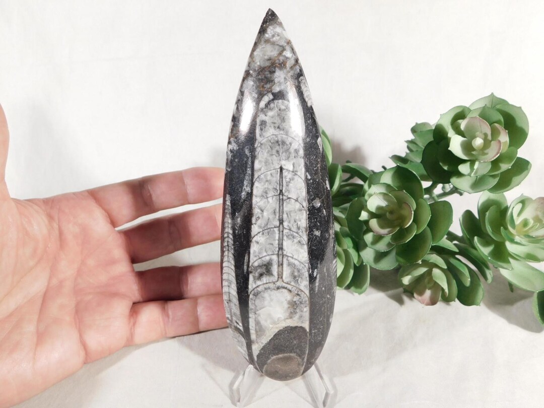 400 Million Year Old Polished ORTHOCERAS Fossil 100% Natural Morocco ...