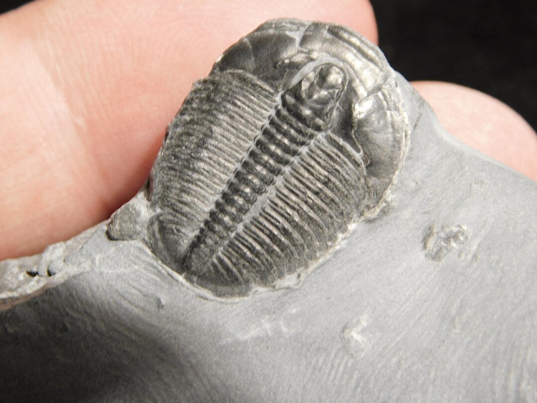 Elrathia Trilobite Fossil From Cambrian Utah 100% Natural 85.0gr B - Etsy