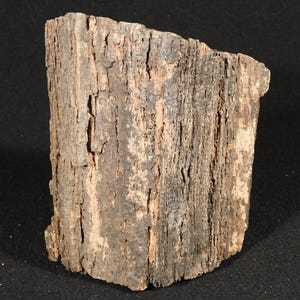 Nice BARK Big Petrified Wood Fossil From Jurassic Utah 1741gr - Etsy