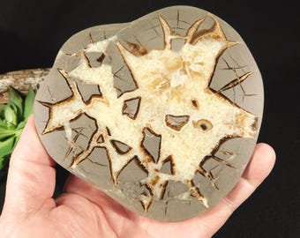 Polished SEPTARIAN Nodule Slab With a Neat Lightning Like Pattern! Utah ...