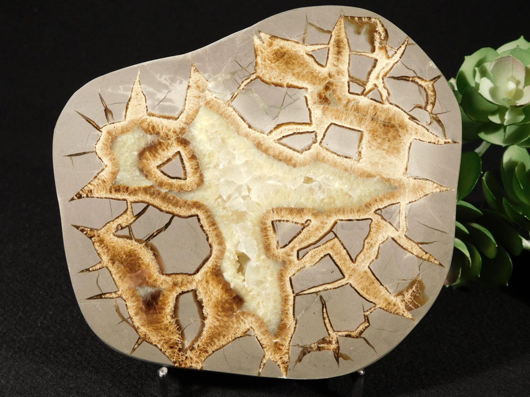 Larger! Polished SEPTARIAN Nodule Slab With a Lightning Like Pattern ...