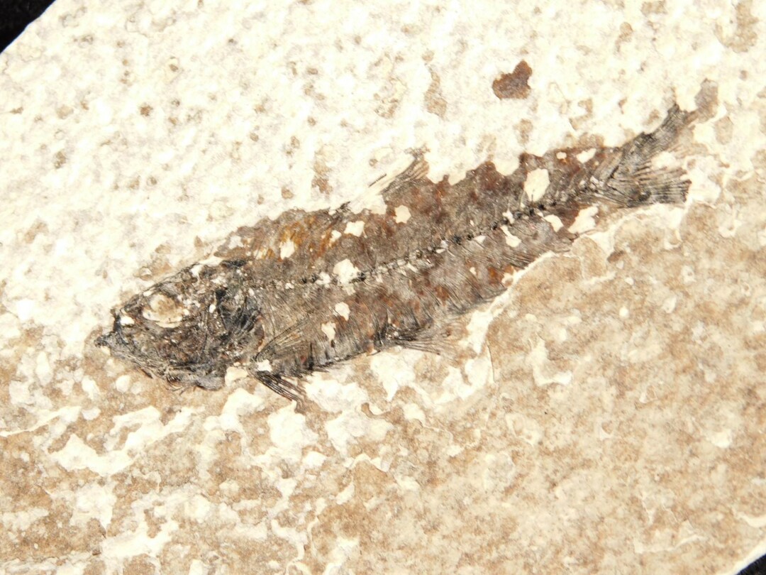 50 Million Year Old Knightia FRY FISH Fossil 100% Natural Wyoming 3.02 ...