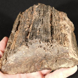 Nice BARK Big Petrified Wood Fossil From Jurassic Utah 1741gr - Etsy