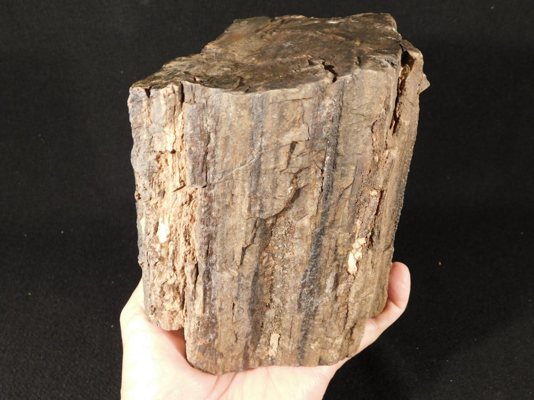 Nice BARK BIG Petrified Wood Fossil 100% Natural From Jurassic Utah ...