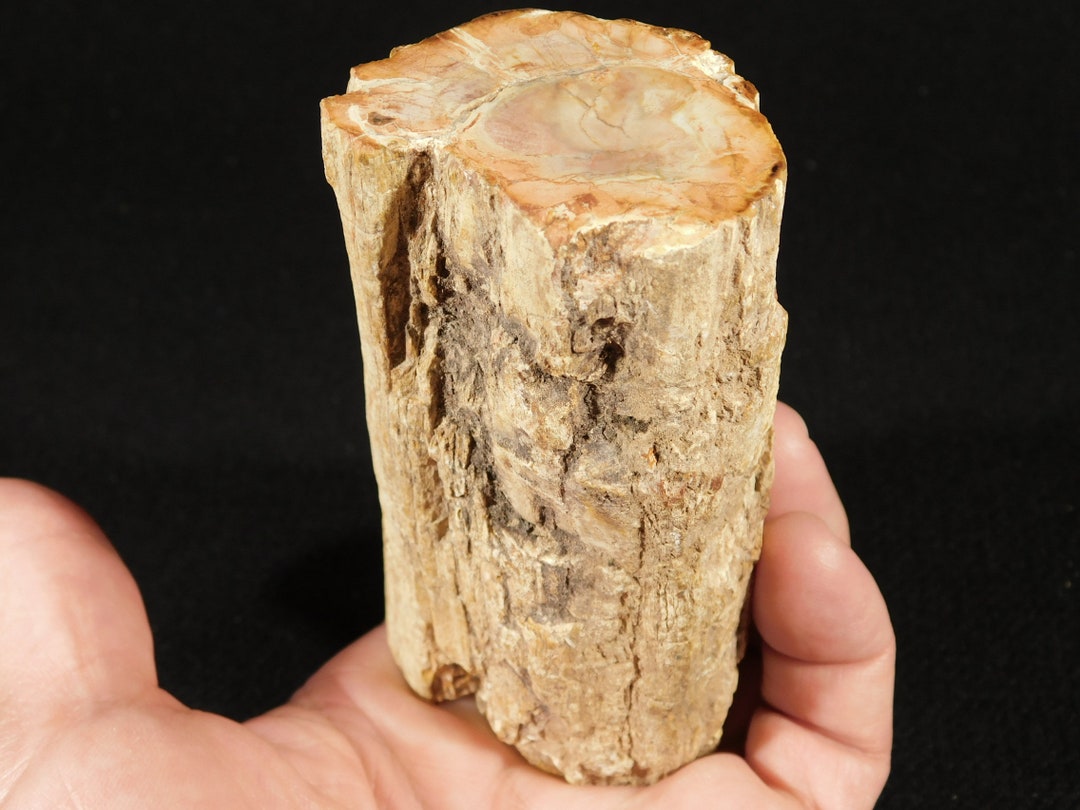 PERFECT BARK 225 Million Year Old Polished Petrified Wood - Etsy
