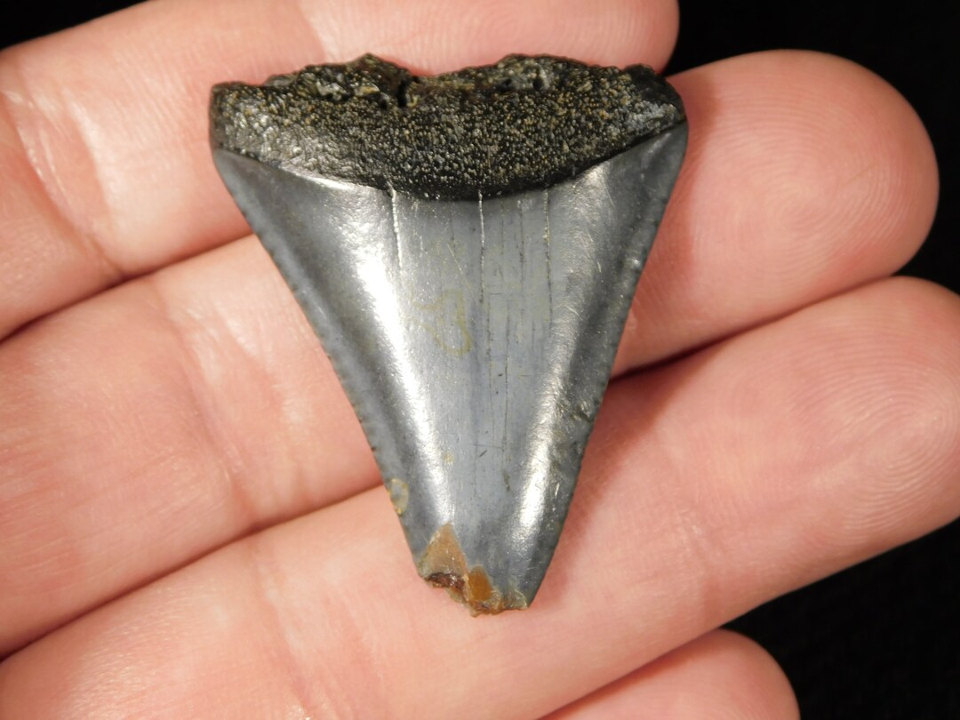 ANCESTRAL Great WHITE Shark Tooth Fossil 100% Natural 7.8gr - Etsy
