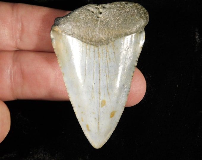 Larger! ANCESTRAL Great White SHARK Tooth Fossil SERRATED 100% Natural ...