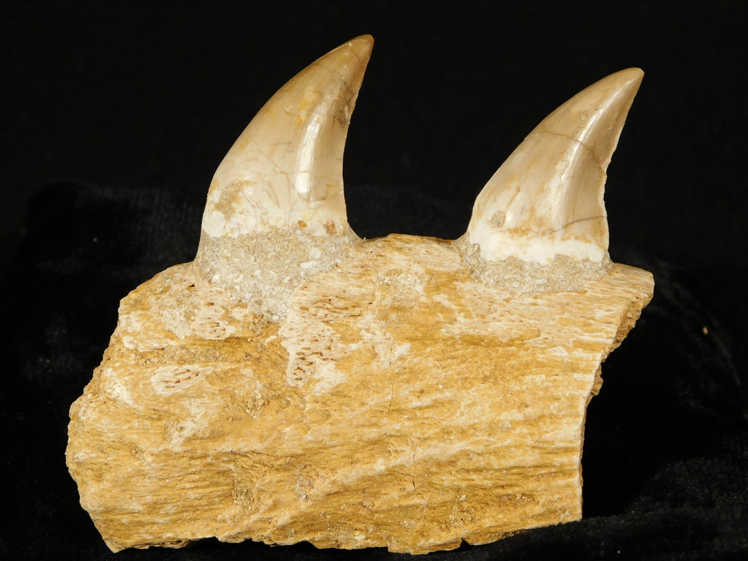 Mosasaurus JAW Fossil With TWO TOOTH Fossils 100 Million Year Old 94 ...