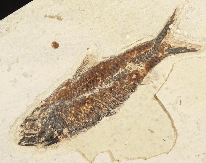 50 Million Year OLD! FISH Fossil Green River Formation Wyoming 257gr - Etsy