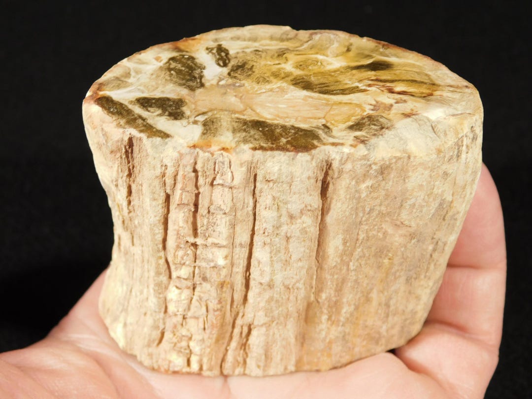 Perfect BARK! Polished Petrified Wood Fossil 100% Natural Madagascar ...