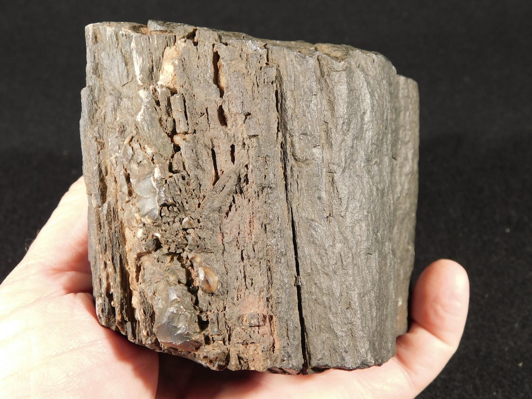 Larger! 219 Million Year Old Petrified Wood Fossil From Jurassic Utah ...