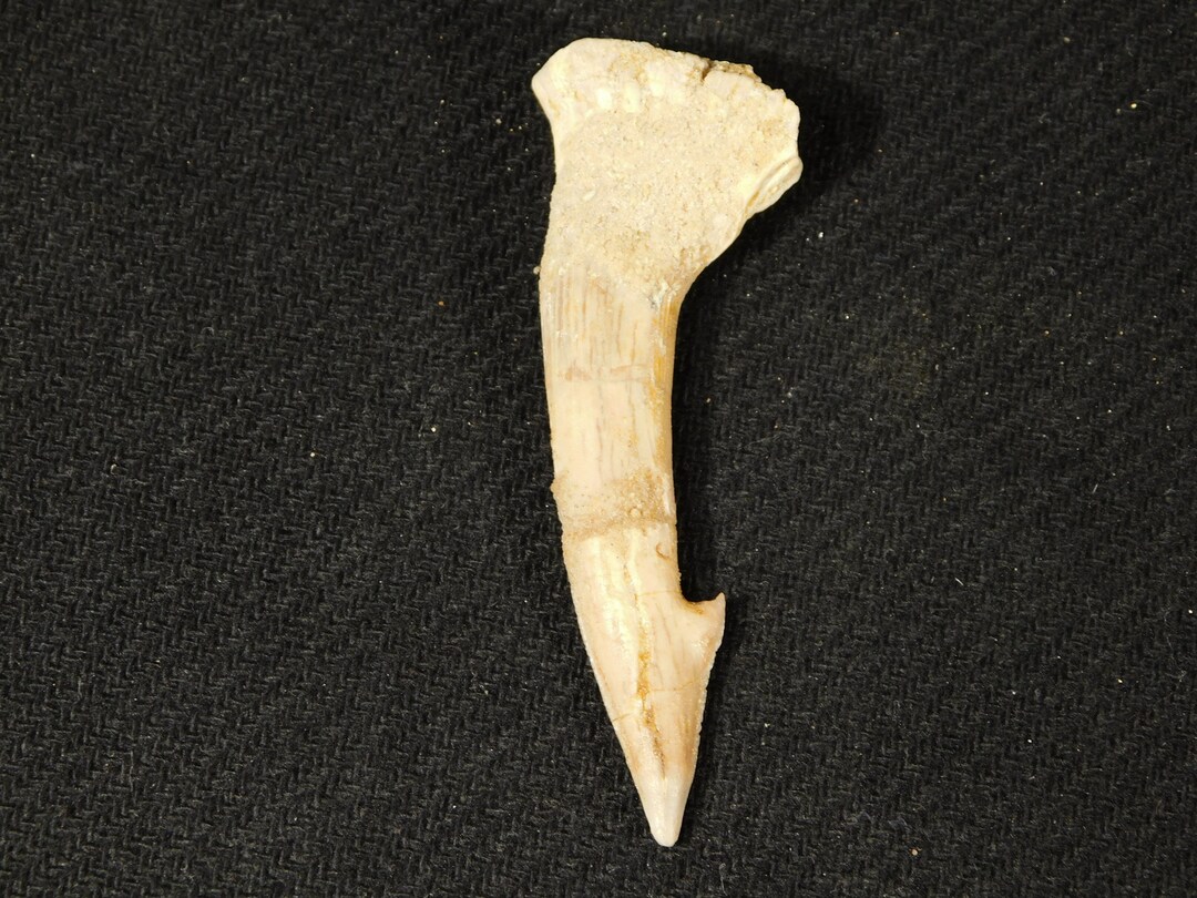 Big 120 Million YEAR Old Dinosaur Era SAWFISH Tooth Fossil Morocco 9 ...