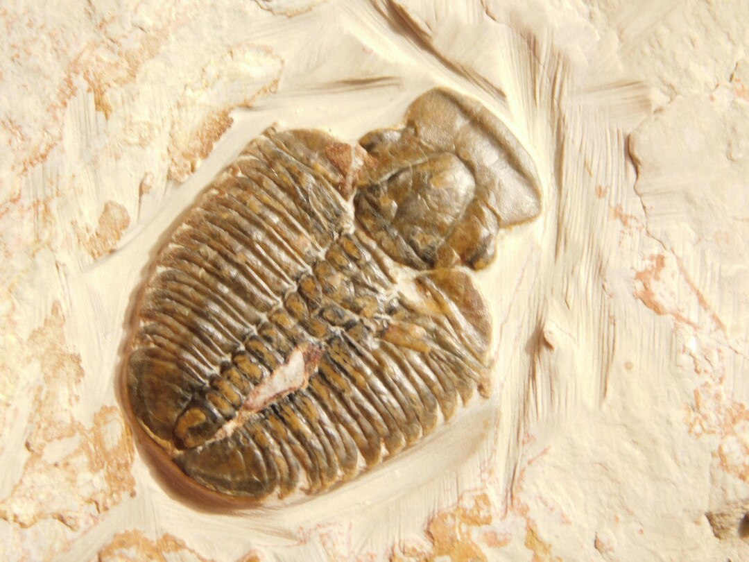 TWO Species Elrathia and Peronopsis Trilobite Fossils From Utah 325gr ...