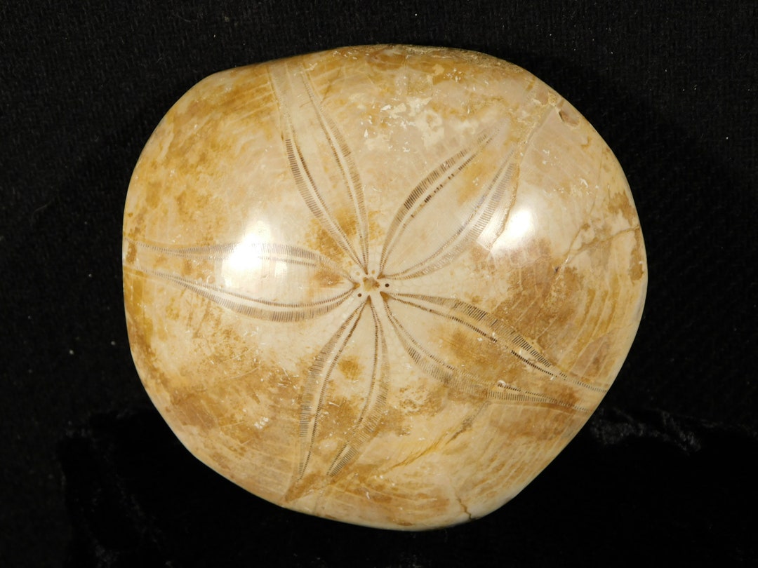 Polished Jurassic Era SAND DOLLAR Fossil 100% Natural From Madagascar ...