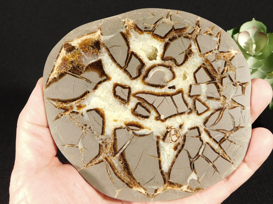 Polished SEPTARIAN Nodule Slab With a Neat Lightning Like Pattern! Utah ...