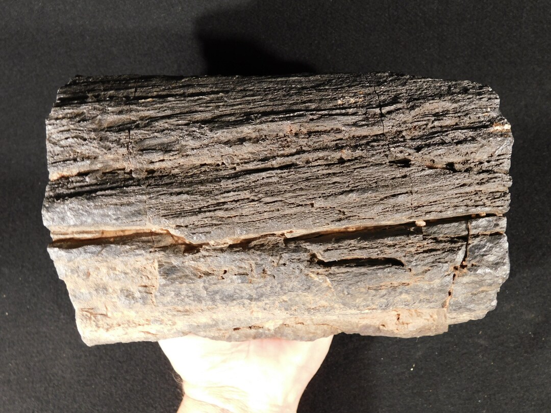 Nice BARK BIG Petrified Wood Fossil From Jurassic Utah 6040gr - Etsy