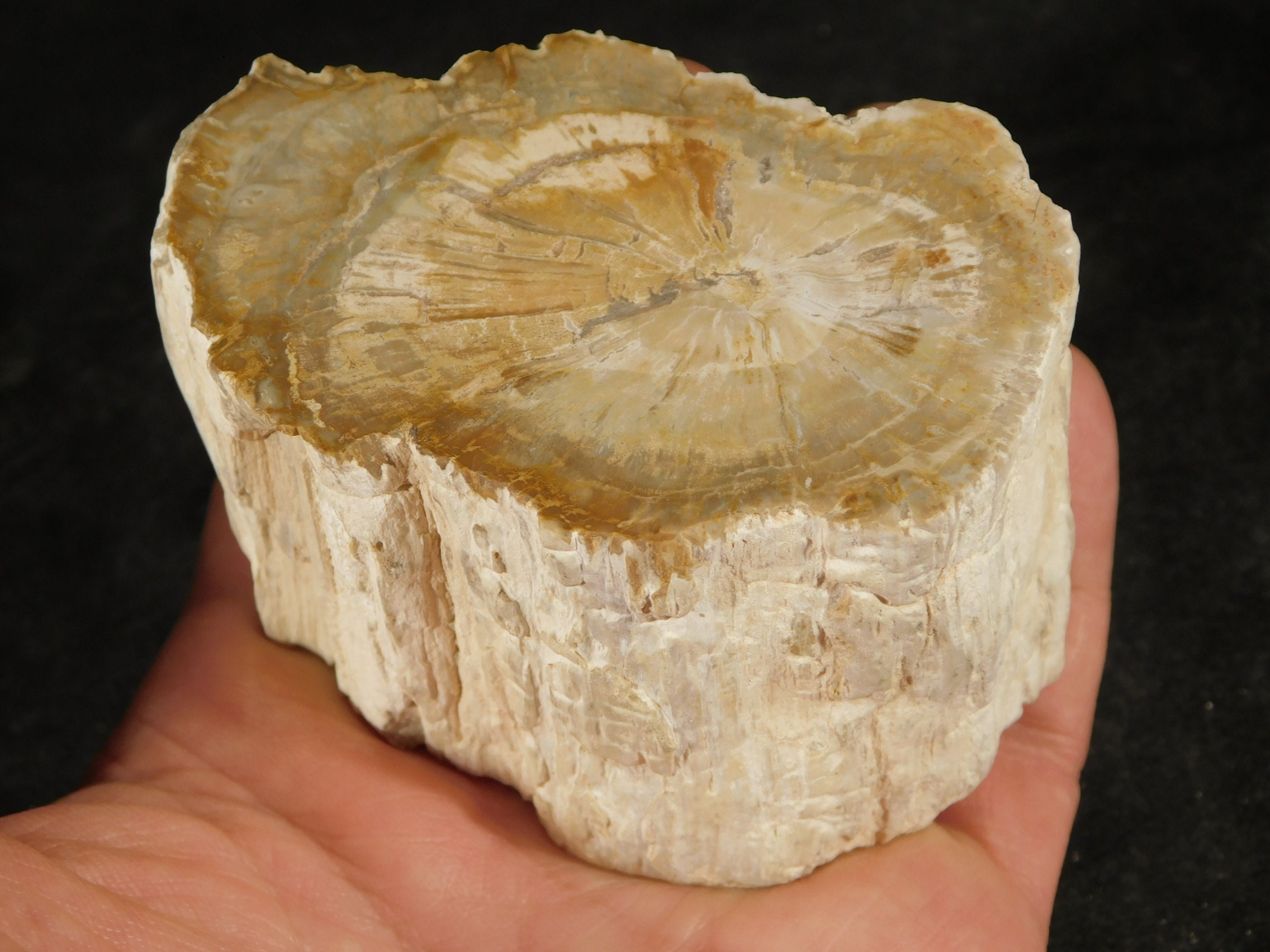 PERFECT BARK 225 Million Year Old Polished Petrified Wood - Etsy