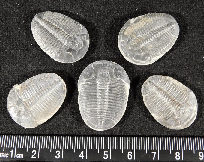 Lot of FIVE! 100% Natural TRILOBITE Fossils From Cambrian Utah 5.55 - Etsy