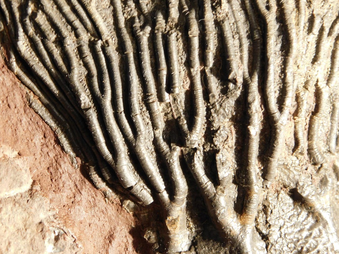 Big! 430 Million Year Old! CRINOID Fossil or Sea LILY Fossil Morocco ...