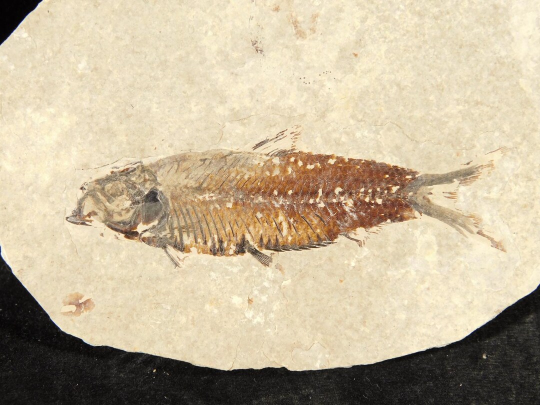 Small 50 Million Year Old! FISH Fossil 100% Natural With Display STAND ...