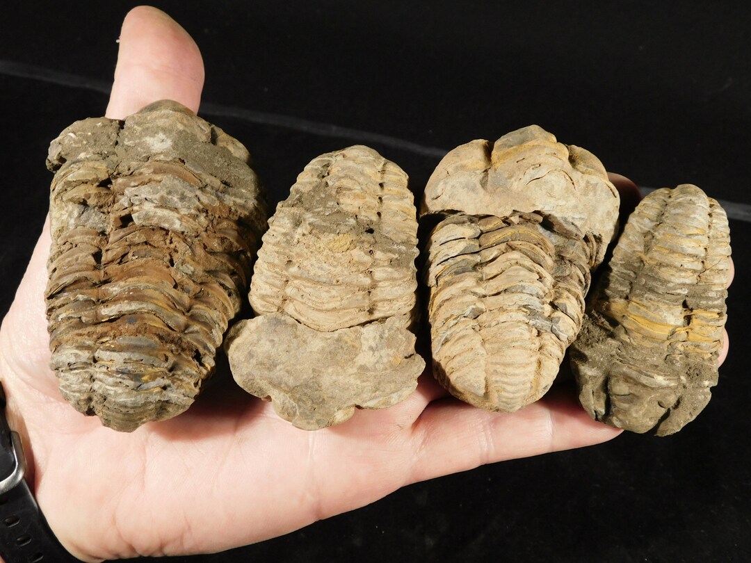 Lot of FOUR Big 400 Million Year Old Trilobite Fossils - Etsy