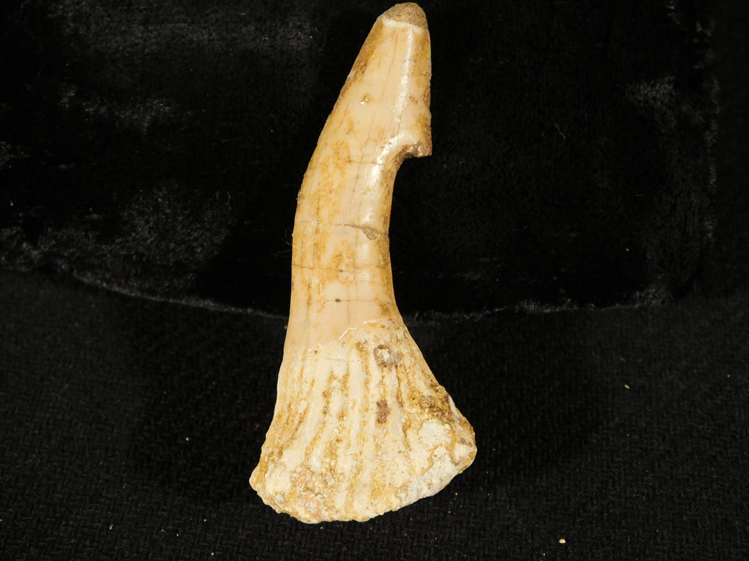 Long! 120 Million YEAR Old Dinosaur Era SAWFISH Tooth Fossil Morocco 15 ...