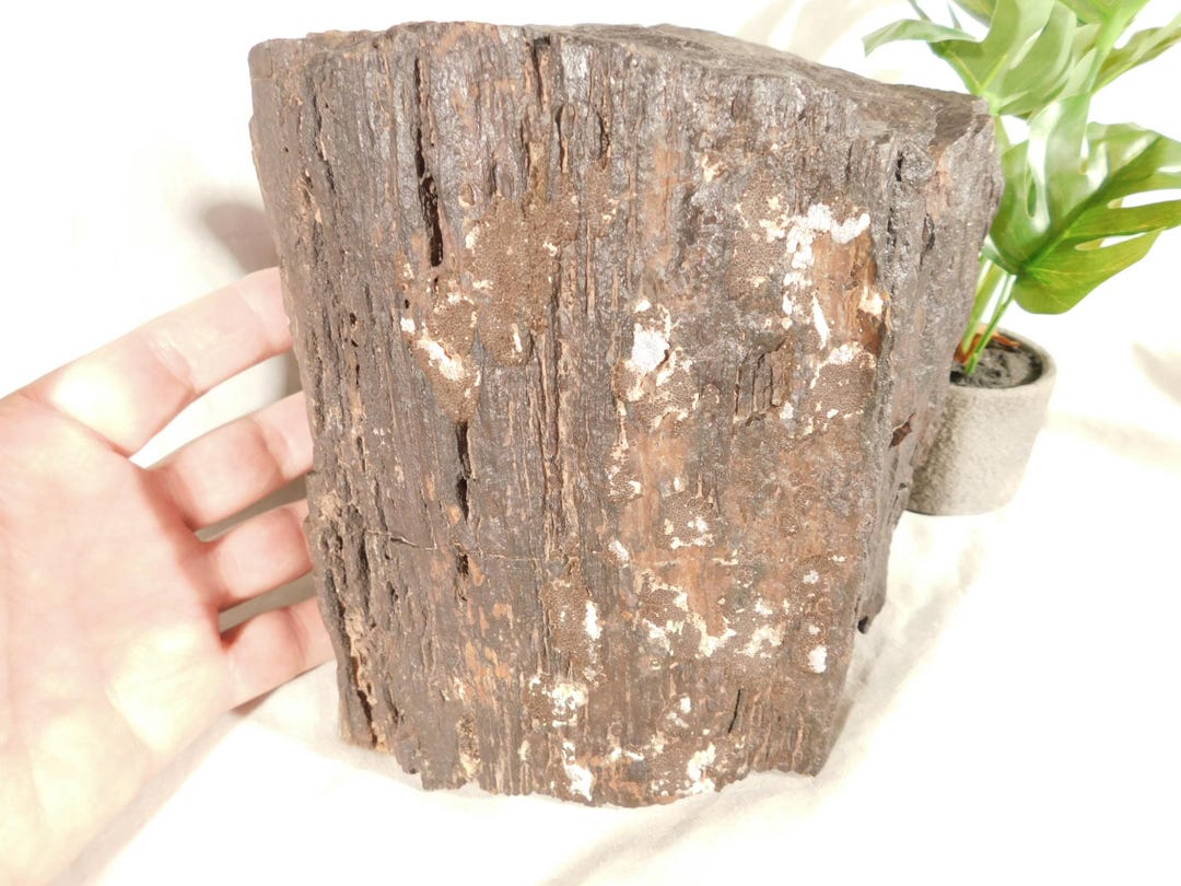 Nice BARK! Big Petrified Wood Fossil From Jurassic Utah 6292gr - Etsy