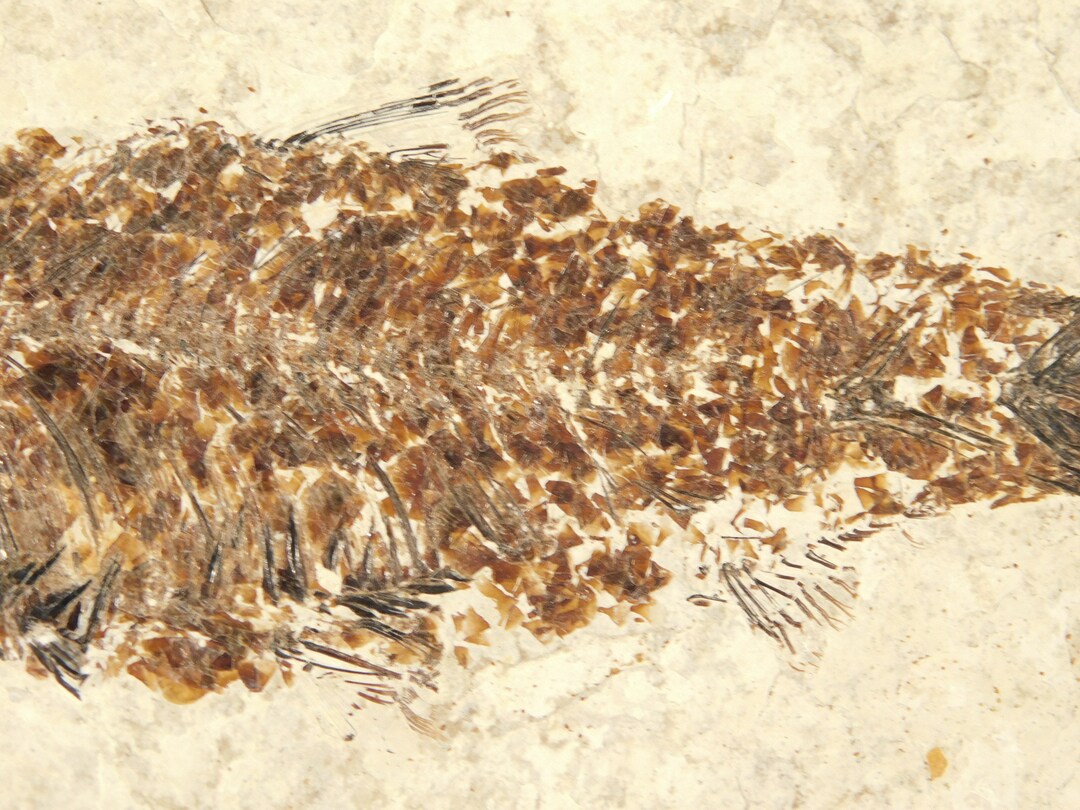 SCALES Knightia Eocaena FISH Fossil Green River Formation Wyoming 616gr ...