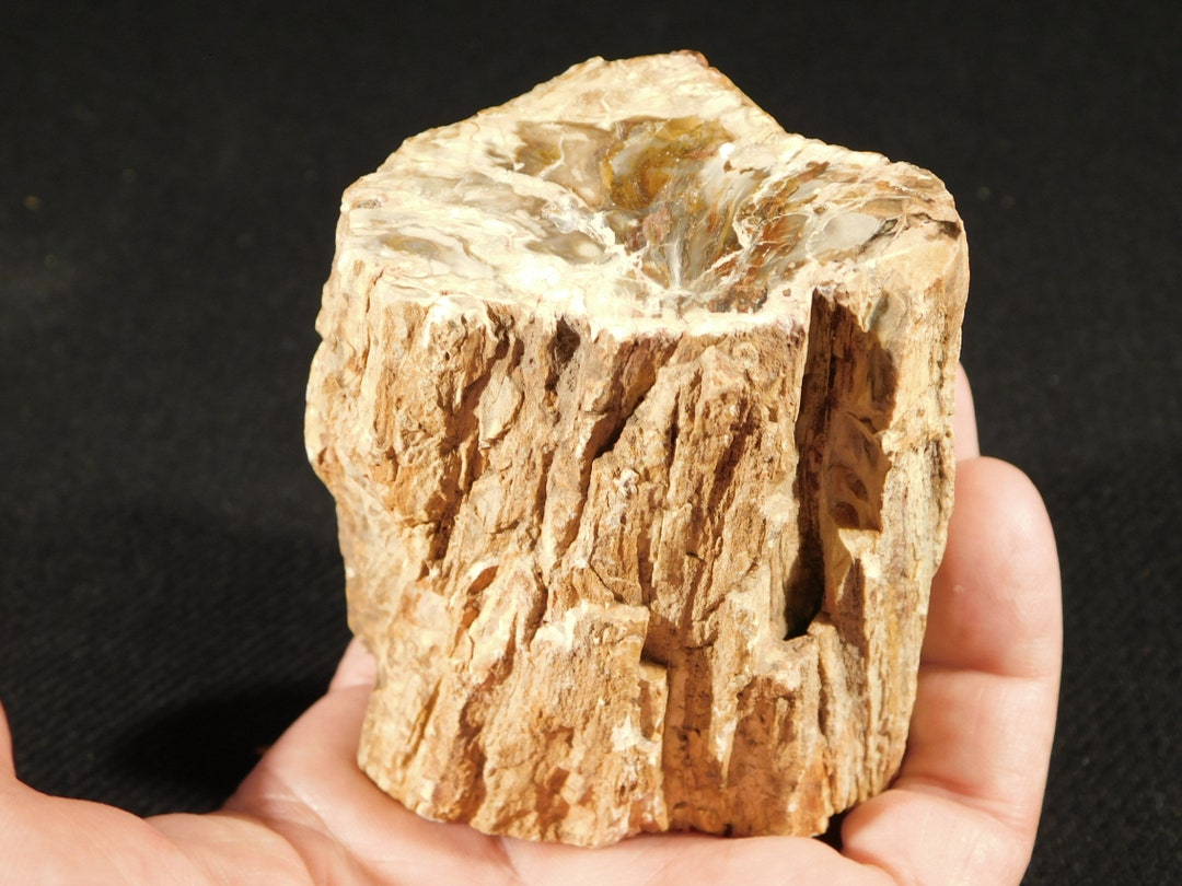 Perfect BARK 225 Million Year Old Polished Petrified Wood Fossil 388gr ...