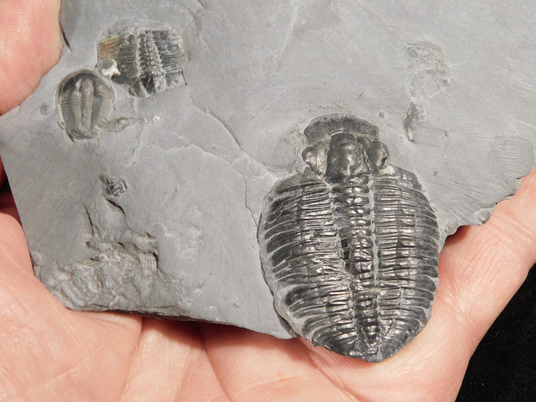 THREE! 509 Million YEAR Old Elrathia Trilobite Fossils From Cambrian ...