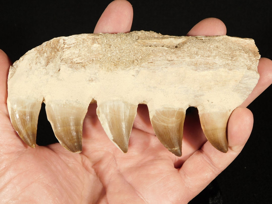 100 Million Year Old Mosasaurus JAW Bone Fossil With FIVE Fossil TEETH ...